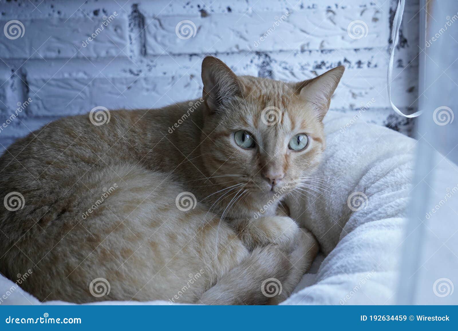 Closeup Shot of a Ginger Cat Behind a White Wall Stock Image - Image of ...