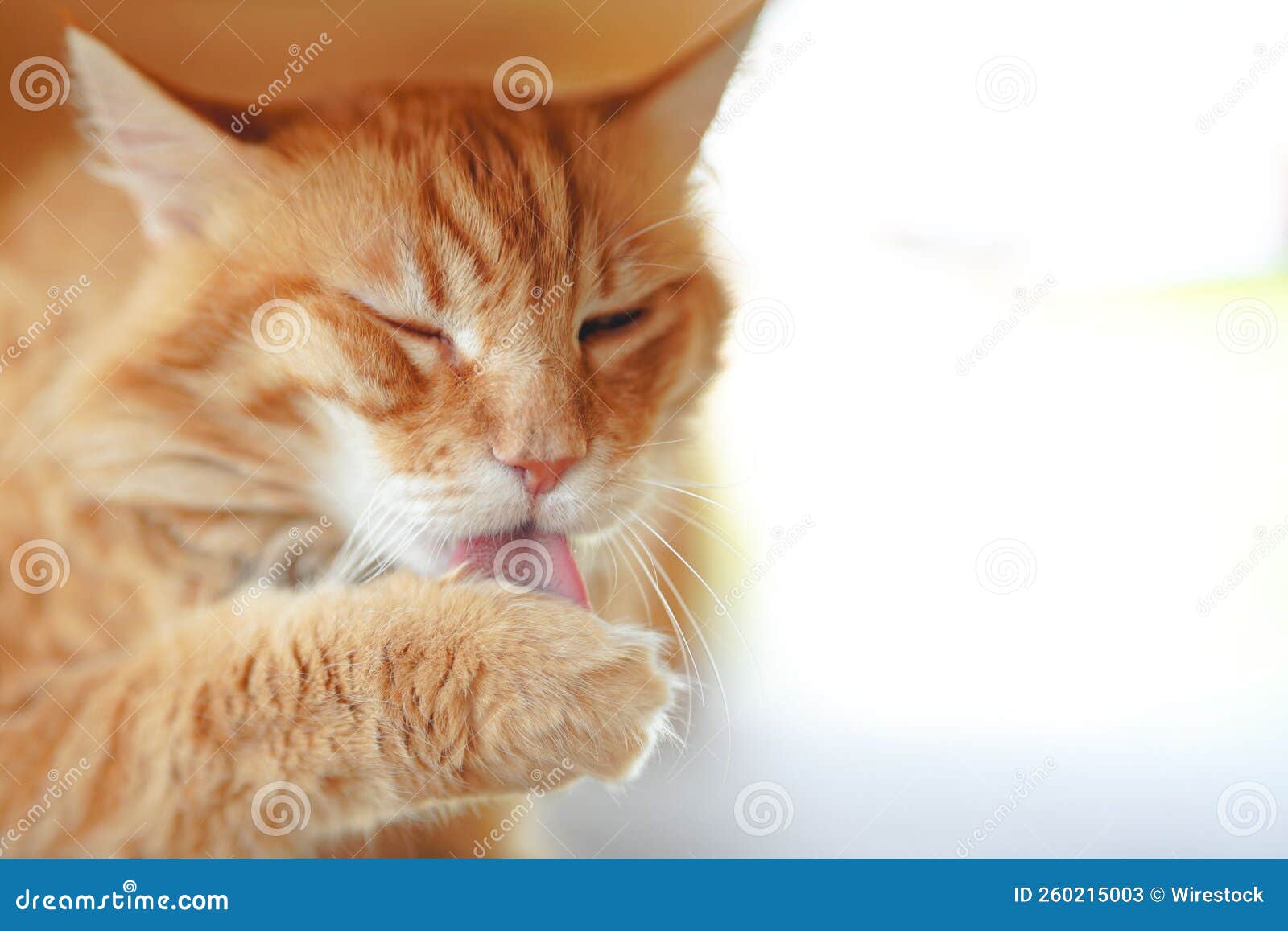 Closeup Shot of the Ginger Cat Grooming Stock Image - Image of playful ...