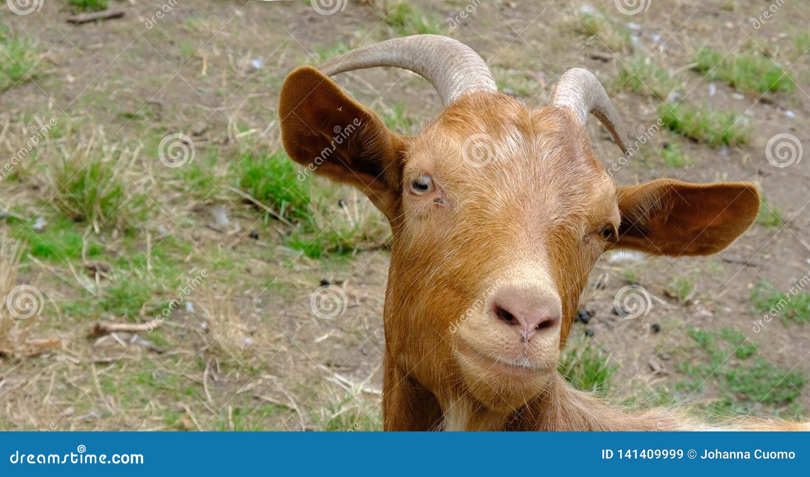 Closeup Shot of a Ginger Goat`s Head Stock Image - Image of space ...