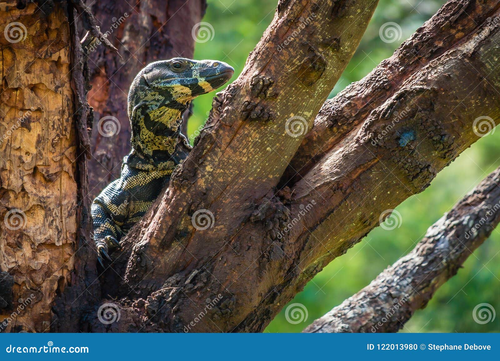 Closeup Shot of a Goanna Lizard Resting in a Tree Stock Photo - Image ...