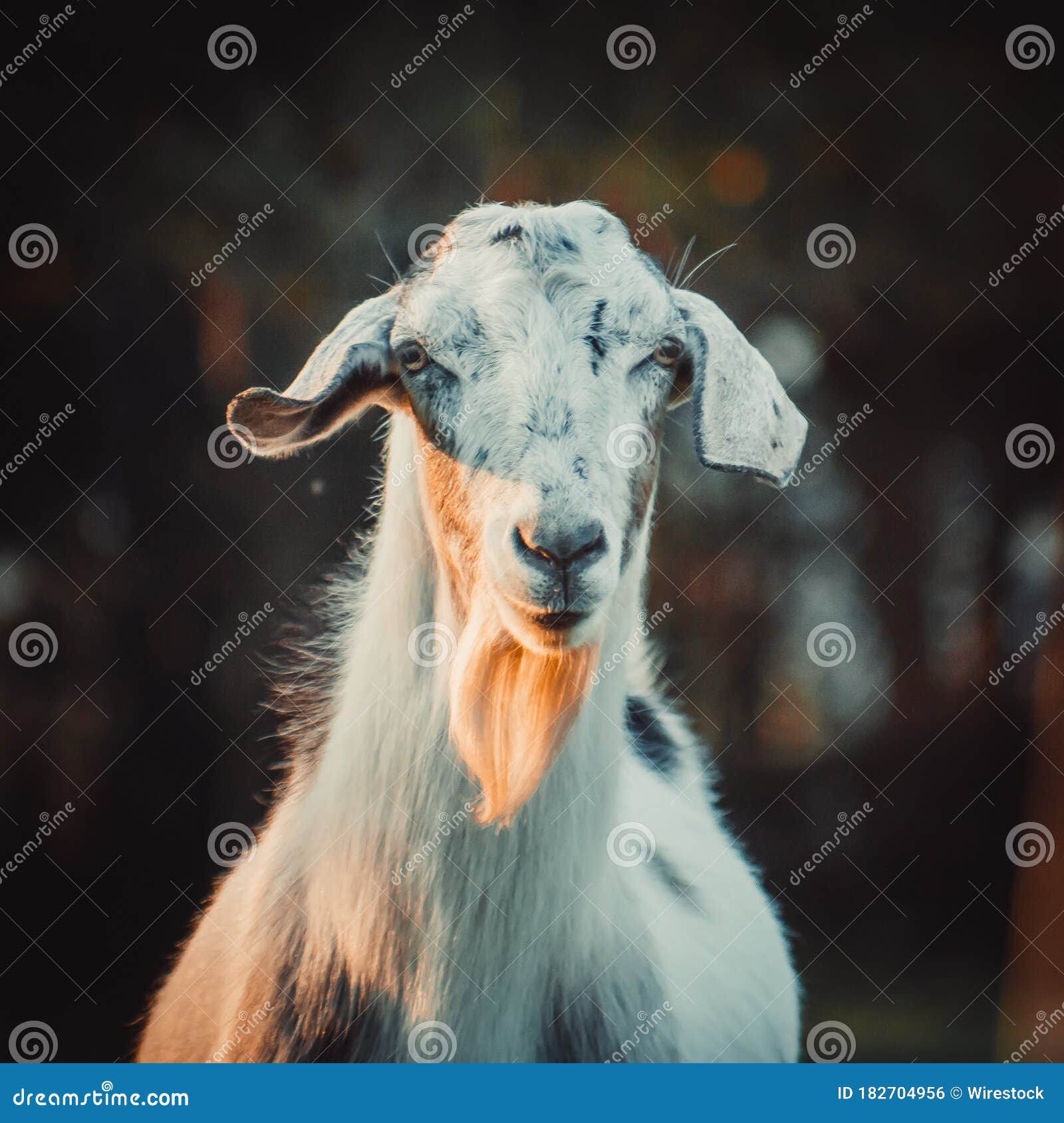 Closeup Shot of a Goat Behind a Blurry Background Stock Photo - Image ...