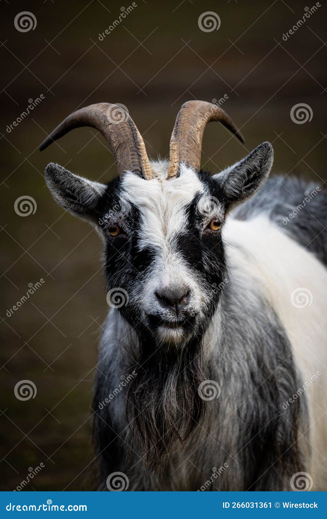 Closeup Shot of a Goat with Long Horn Looking at the Camera Stock Image ...