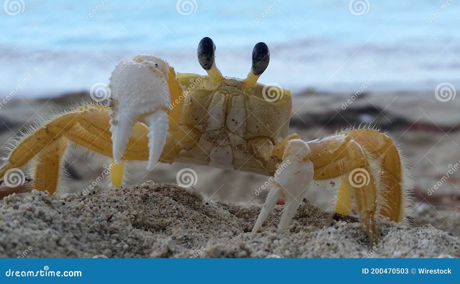 A Crab On The Beach, Atlantic Ghost Crab, Ocypode Quadrata. Galveston ...