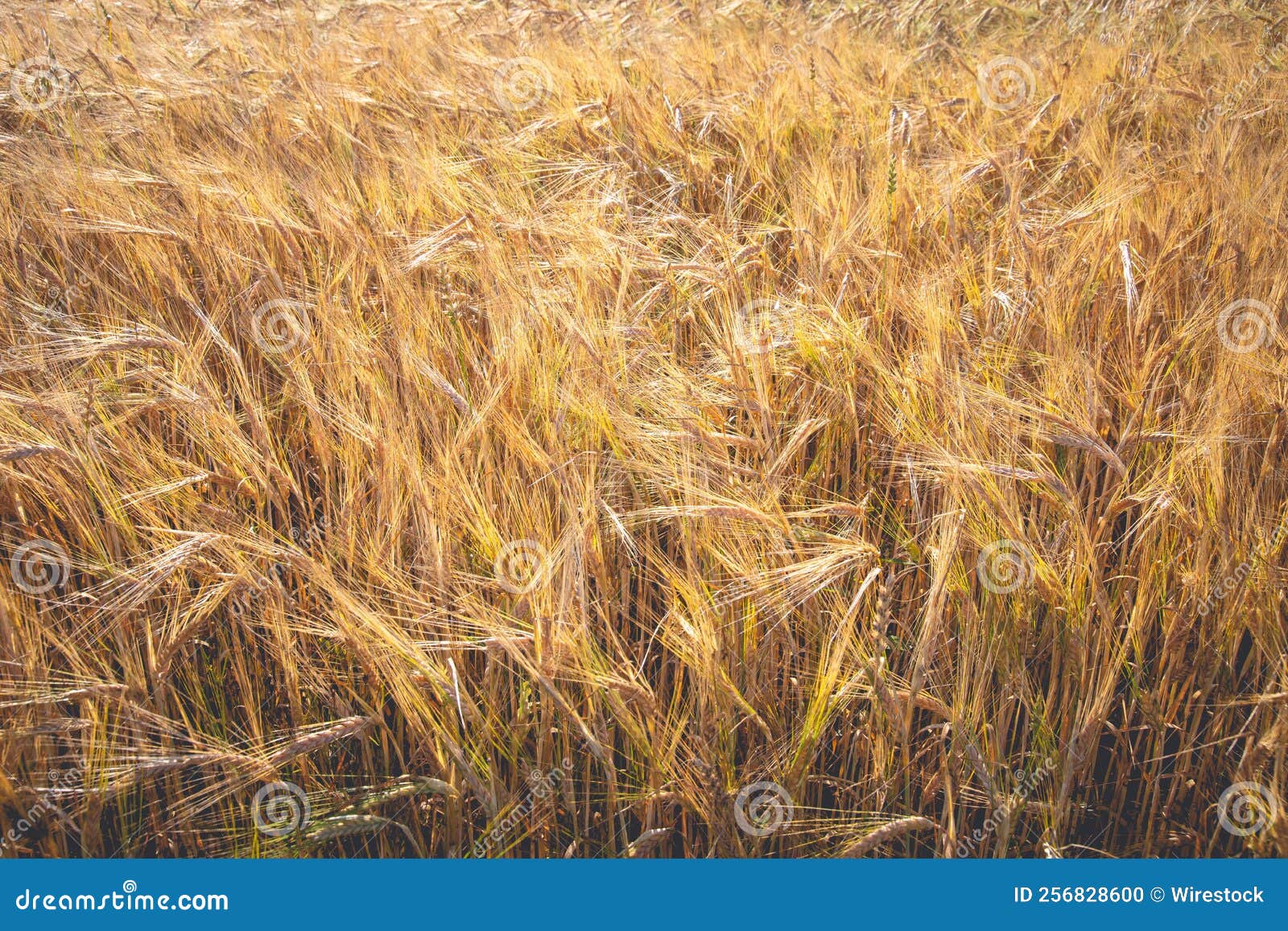 Closeup Shot of Golden Grain in a Field Stock Photo - Image of seed ...