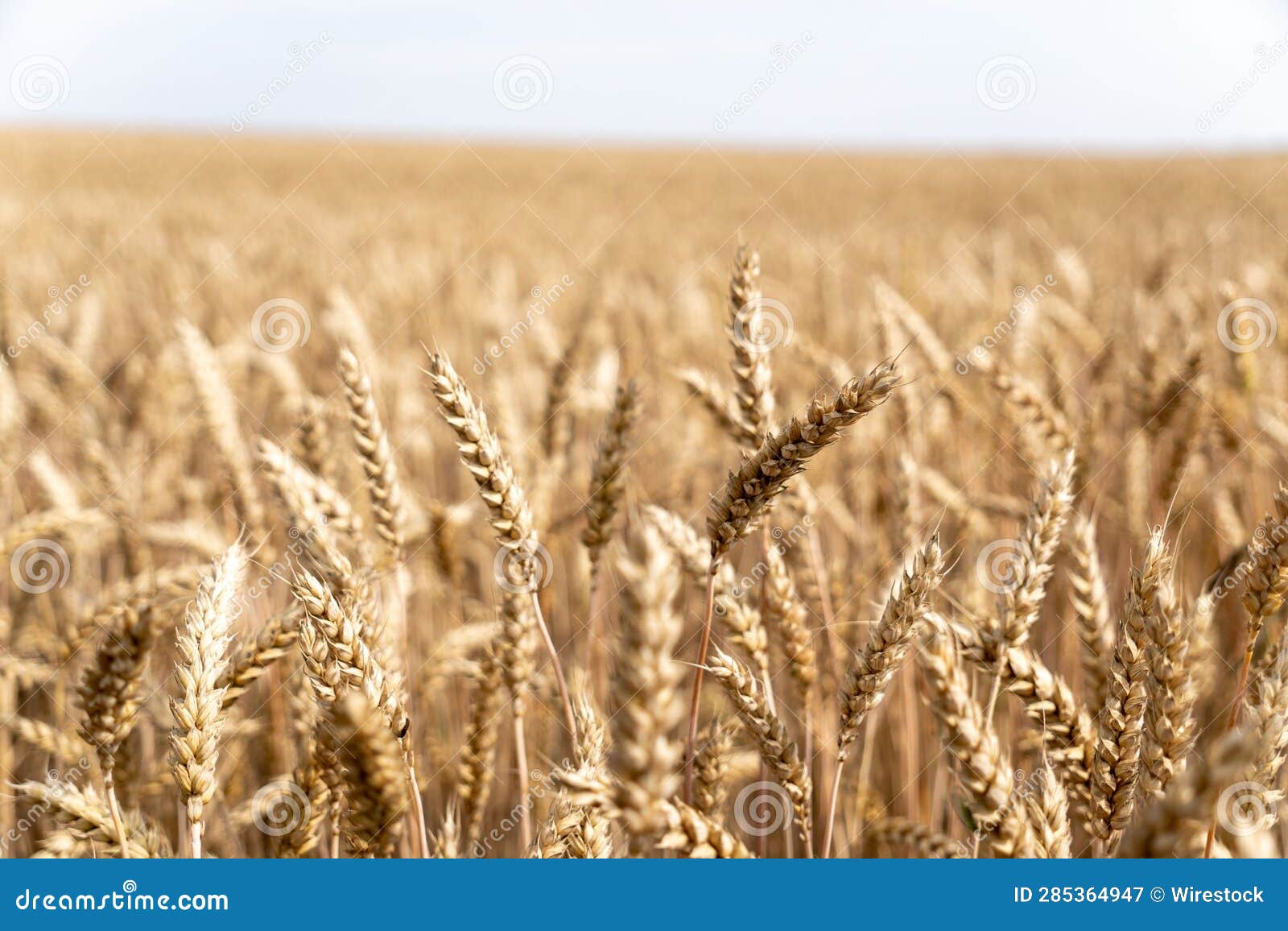 Closeup Shot of Golden Wheat Crops in the Field. Stock Image - Image of ...