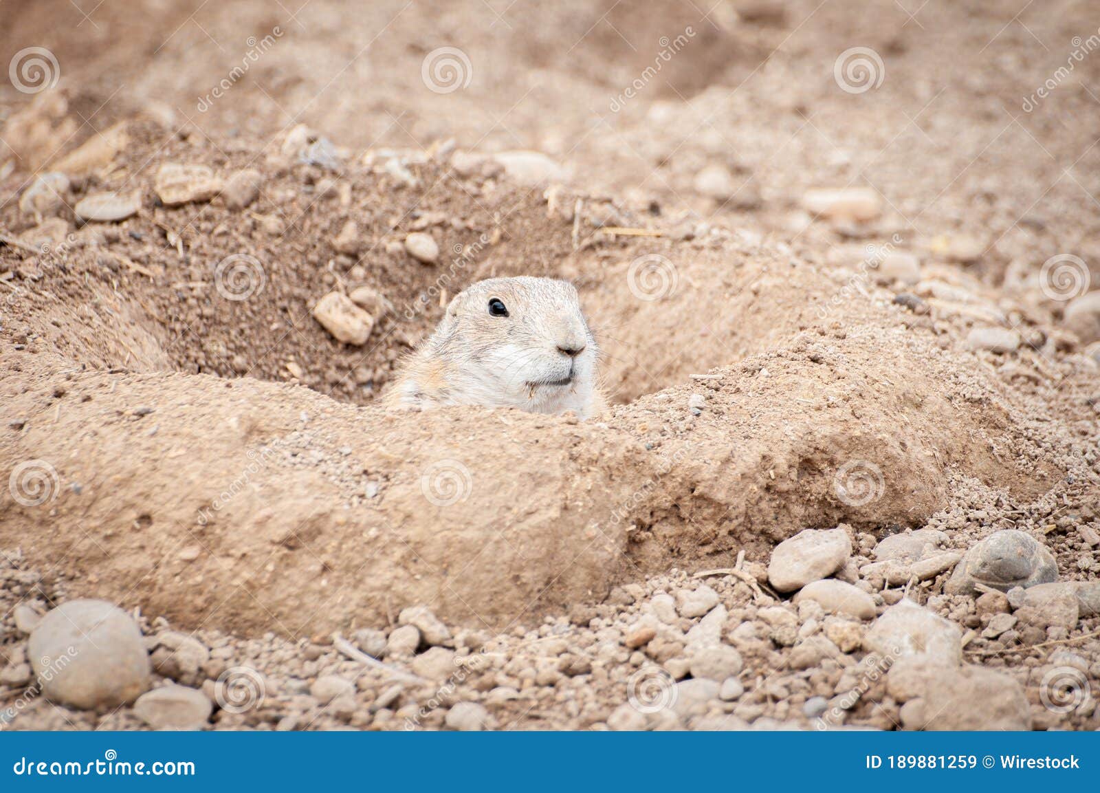 Closeup Shot of a Gopher in the Hole in the Ground at Daytime Stock ...