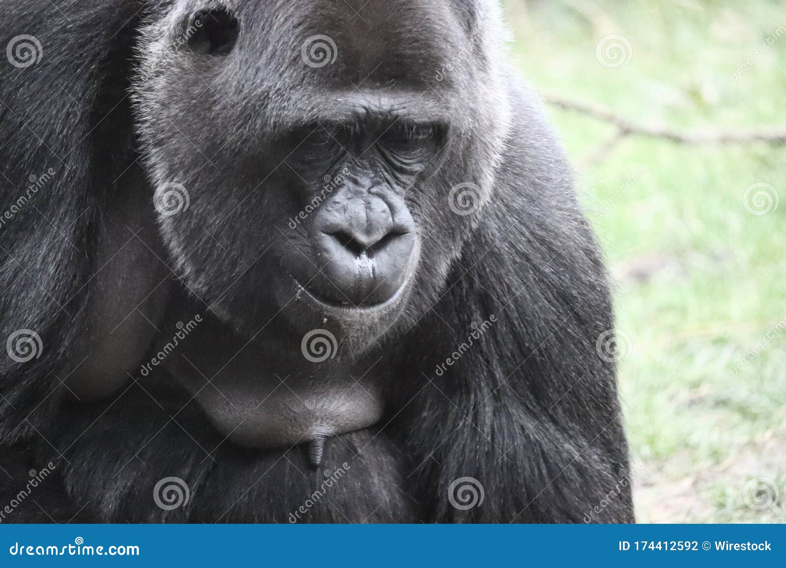 Closeup Shot of a Gorilla Sitting while Looking Down Stock Photo ...