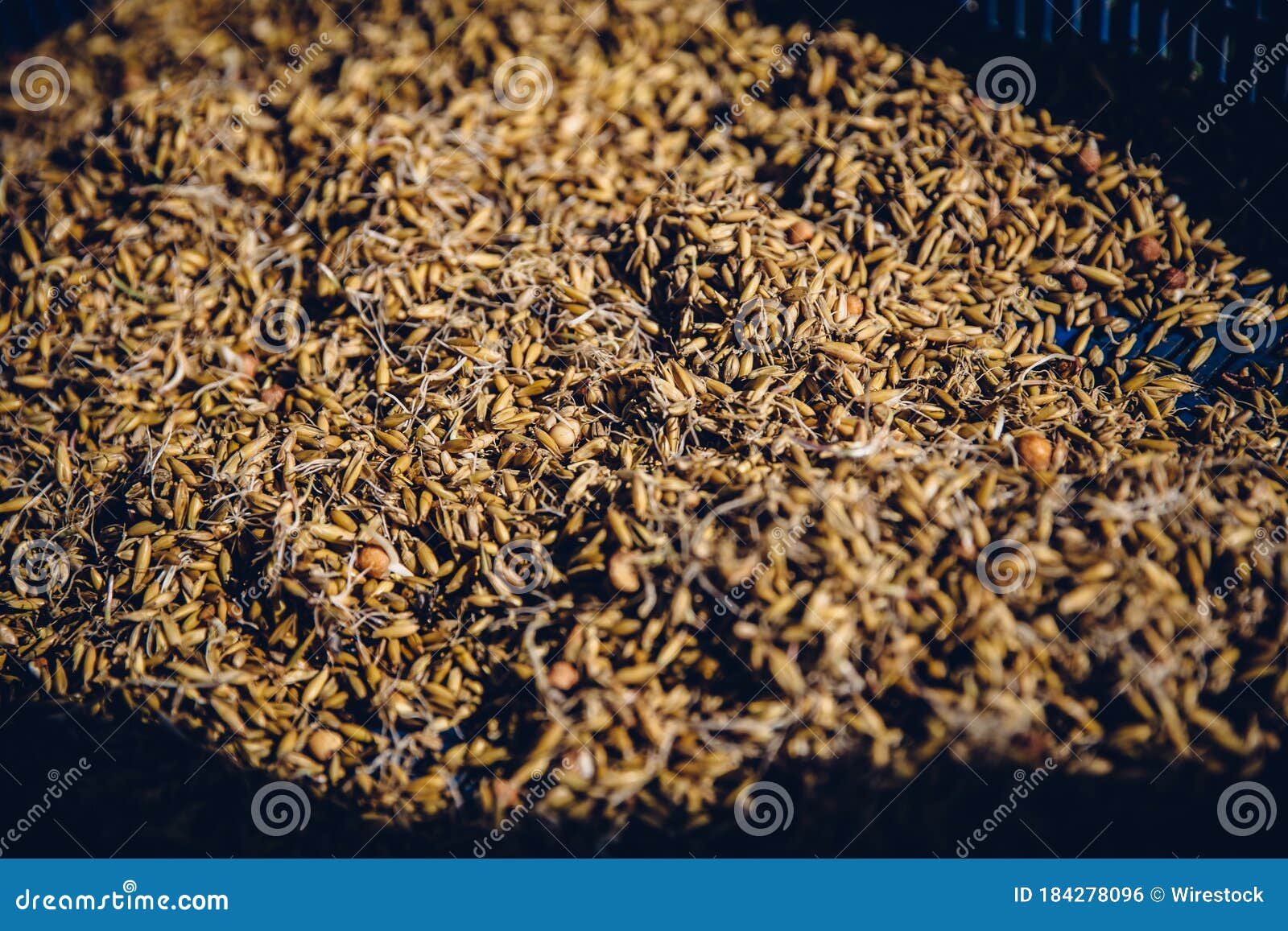 Closeup Shot of Grain Spread on the Surface Stock Photo - Image of ...