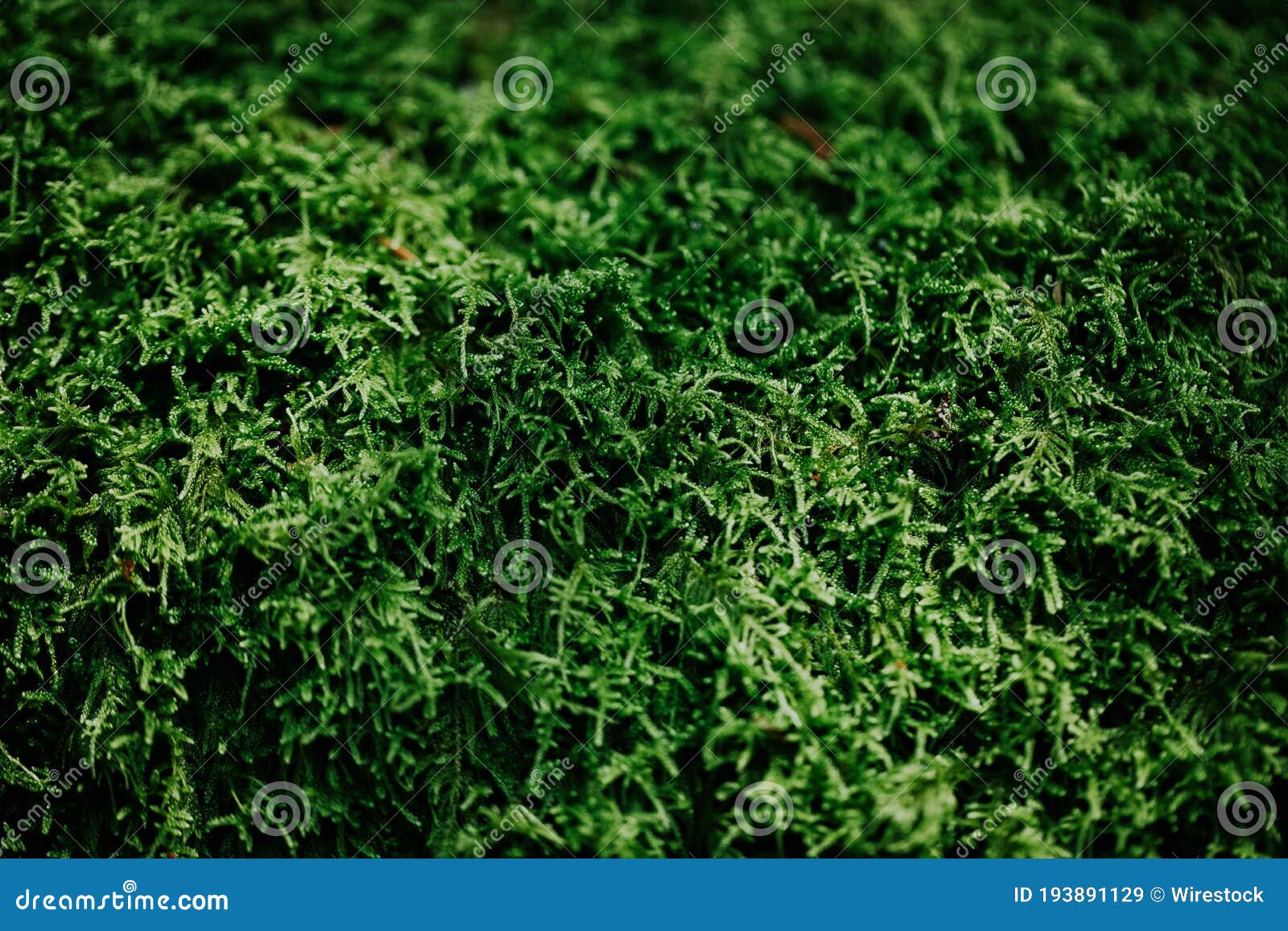 Closeup Shot of Grass in a Field Stock Image - Image of background ...