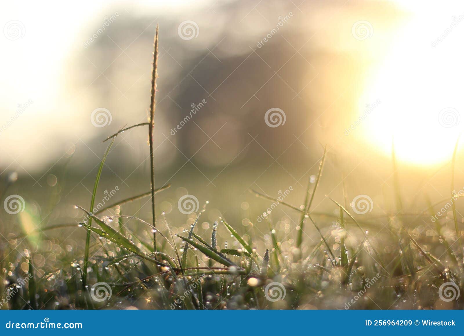 Closeup Shot of Grass on a Field Covered in Dew at Sunset Stock Image ...