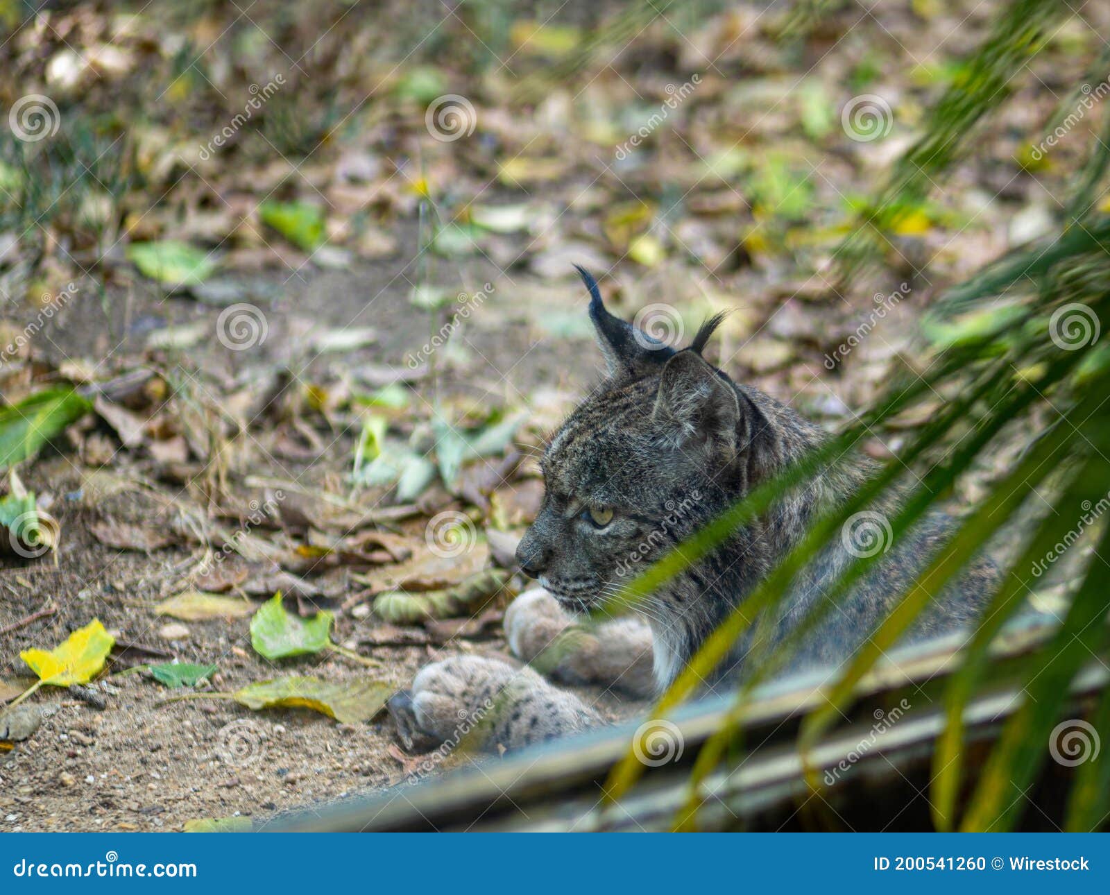 Closeup Shot of a Gray Lynx in a Zoo Stock Photo - Image of mammal ...