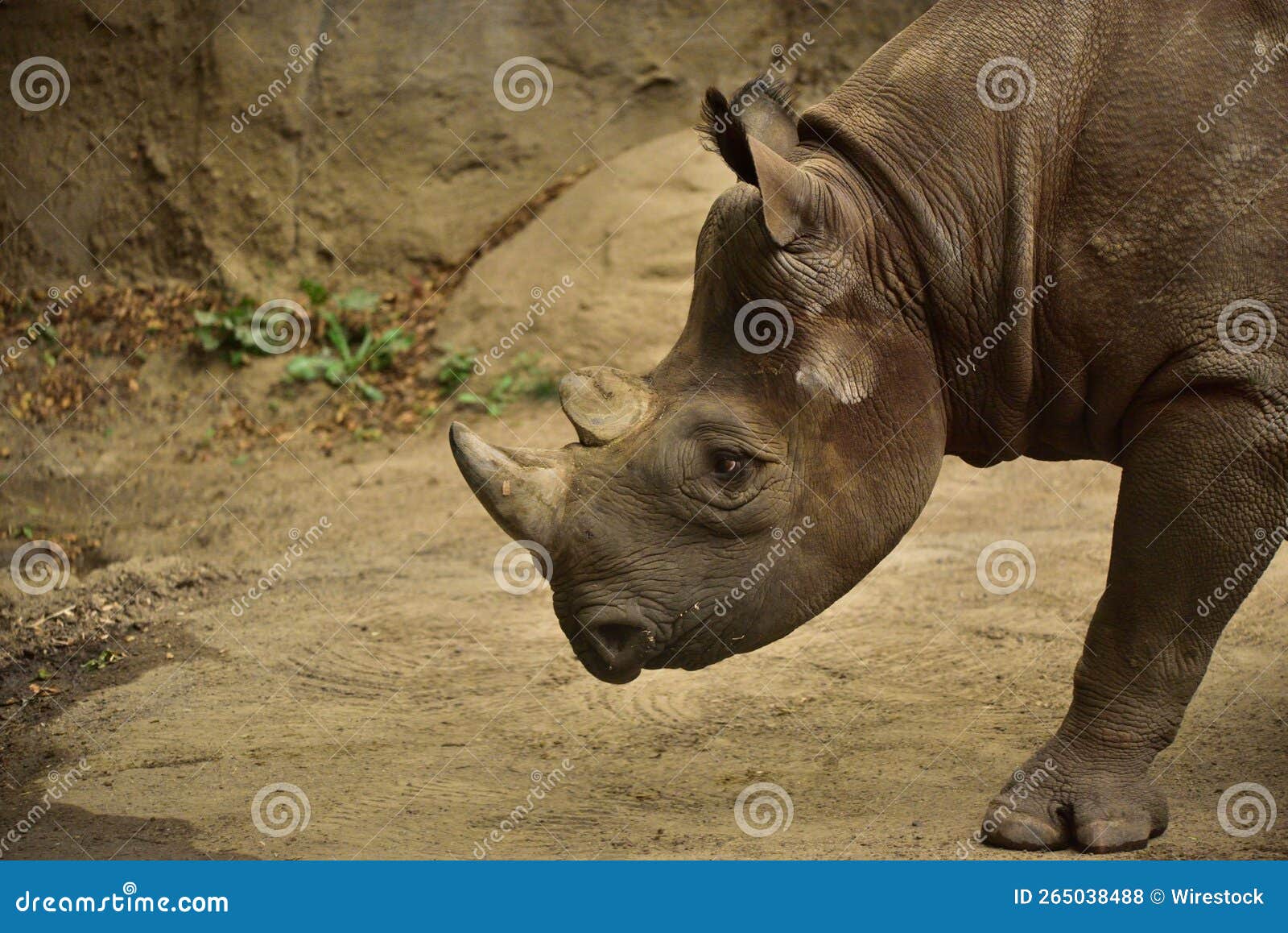 Gray Rhino In Nature Stock Image | CartoonDealer.com #160037365