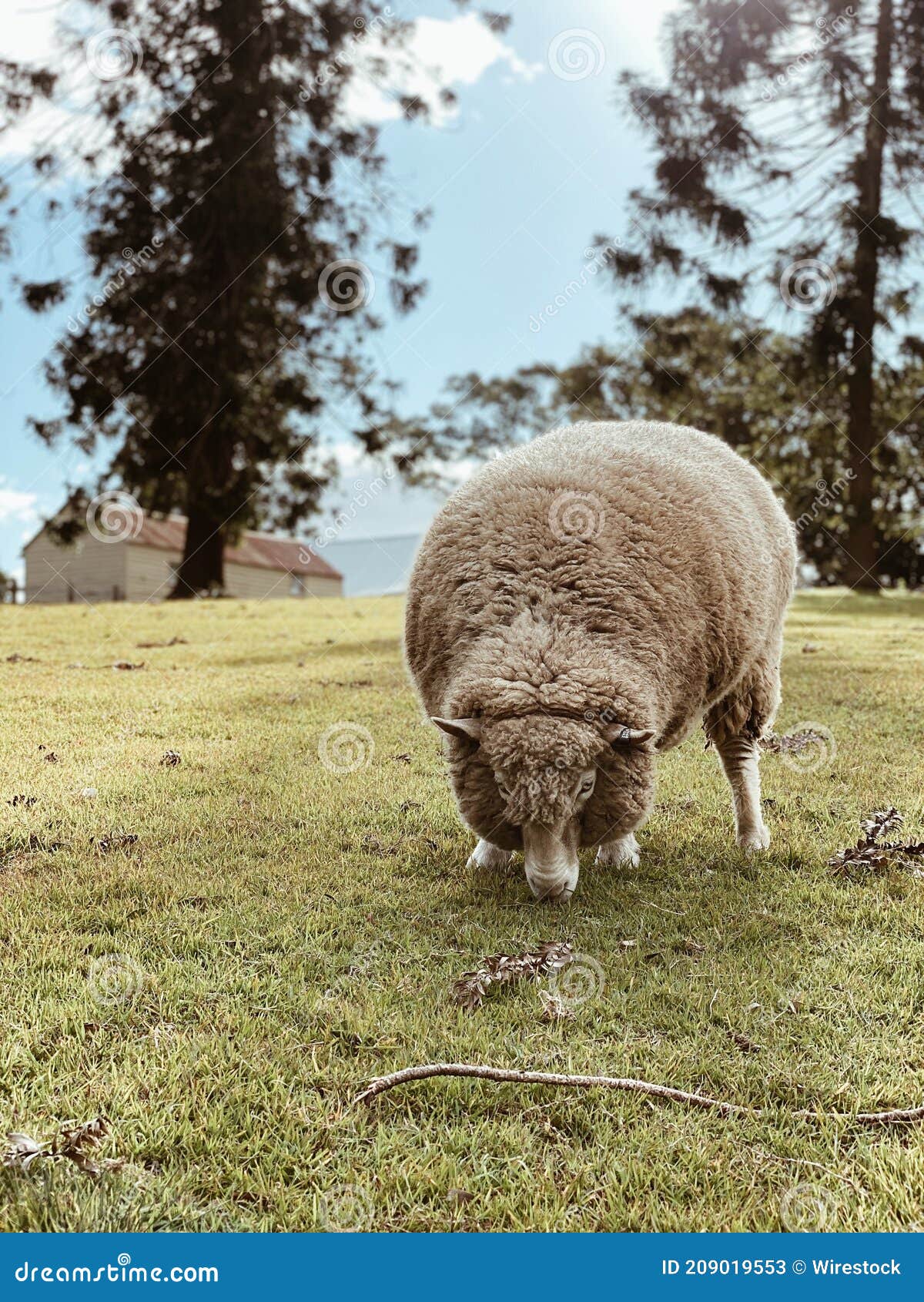 Closeup Shot of Grazing, Funny, Fat Sheep Stock Image - Image of sheep ...