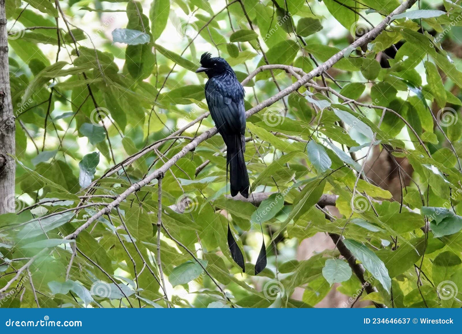 Closeup Shot of the Greater Racket-tailed Drongo (Dicrurus Paradiseus ...