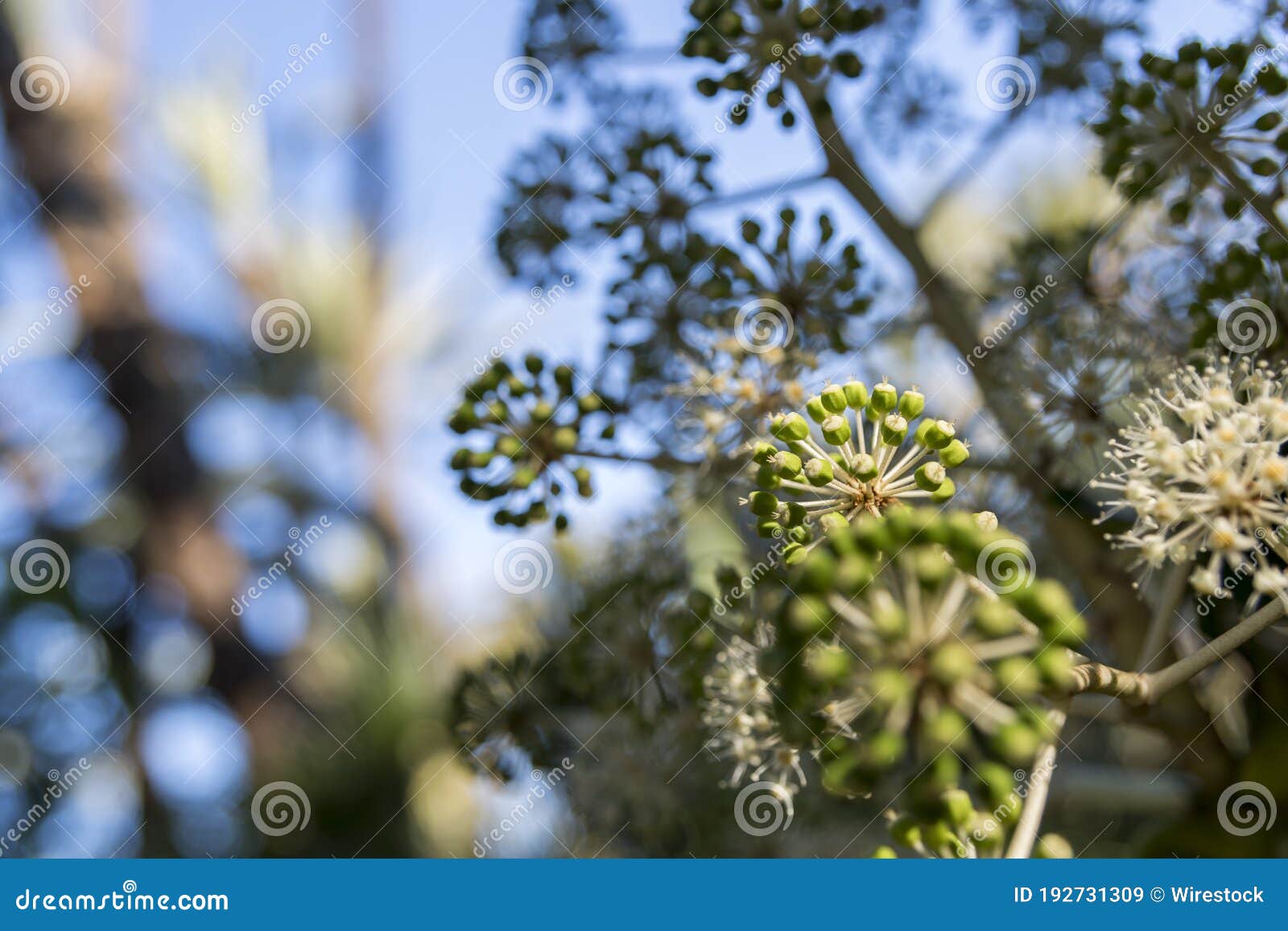 Green Aralia Osmoxylon Lineare Royalty-Free Stock Photography ...