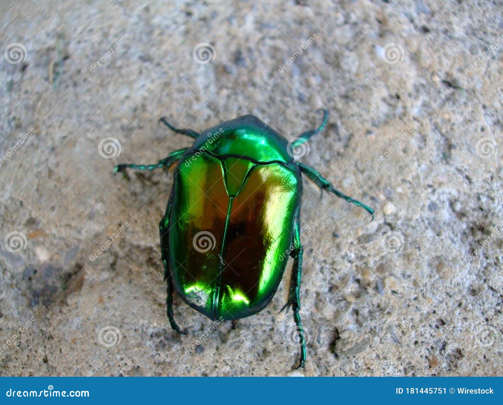 Closeup Shot of a Green Beetle on the Ground Stock Image - Image of ...