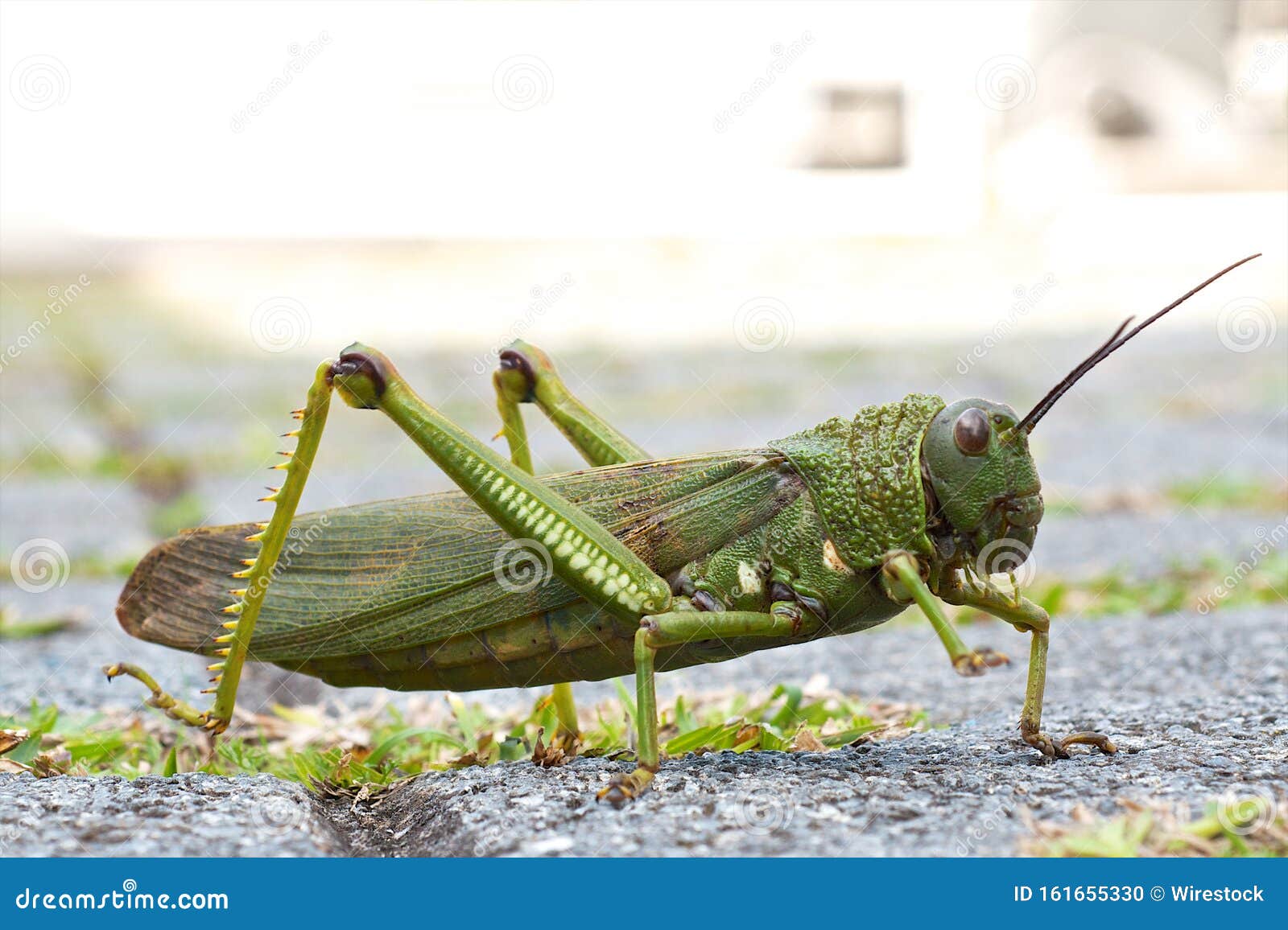 Green Cricket With Sword Shaped Tail And Spikes, Katydid Or Grasshopper ...