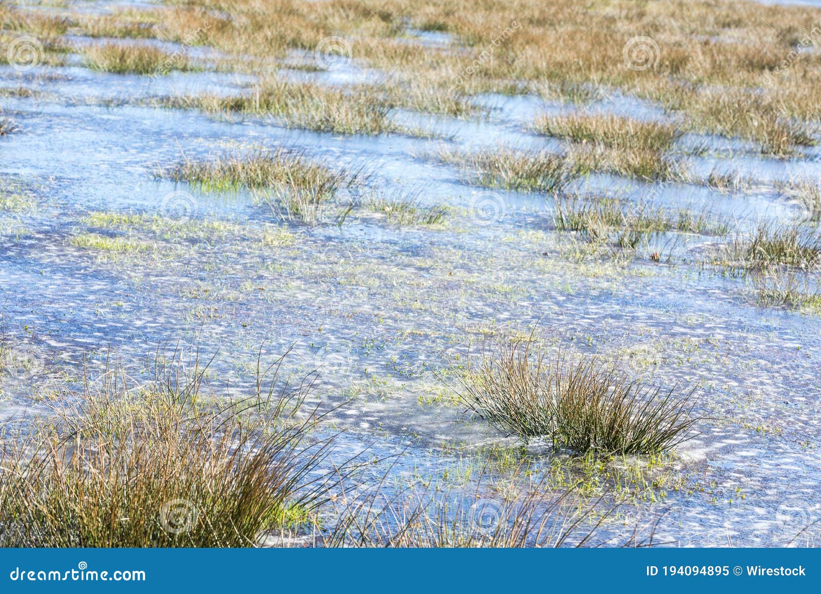 Closeup Shot of Green Grass Growing in a Marsh Stock Image - Image of ...