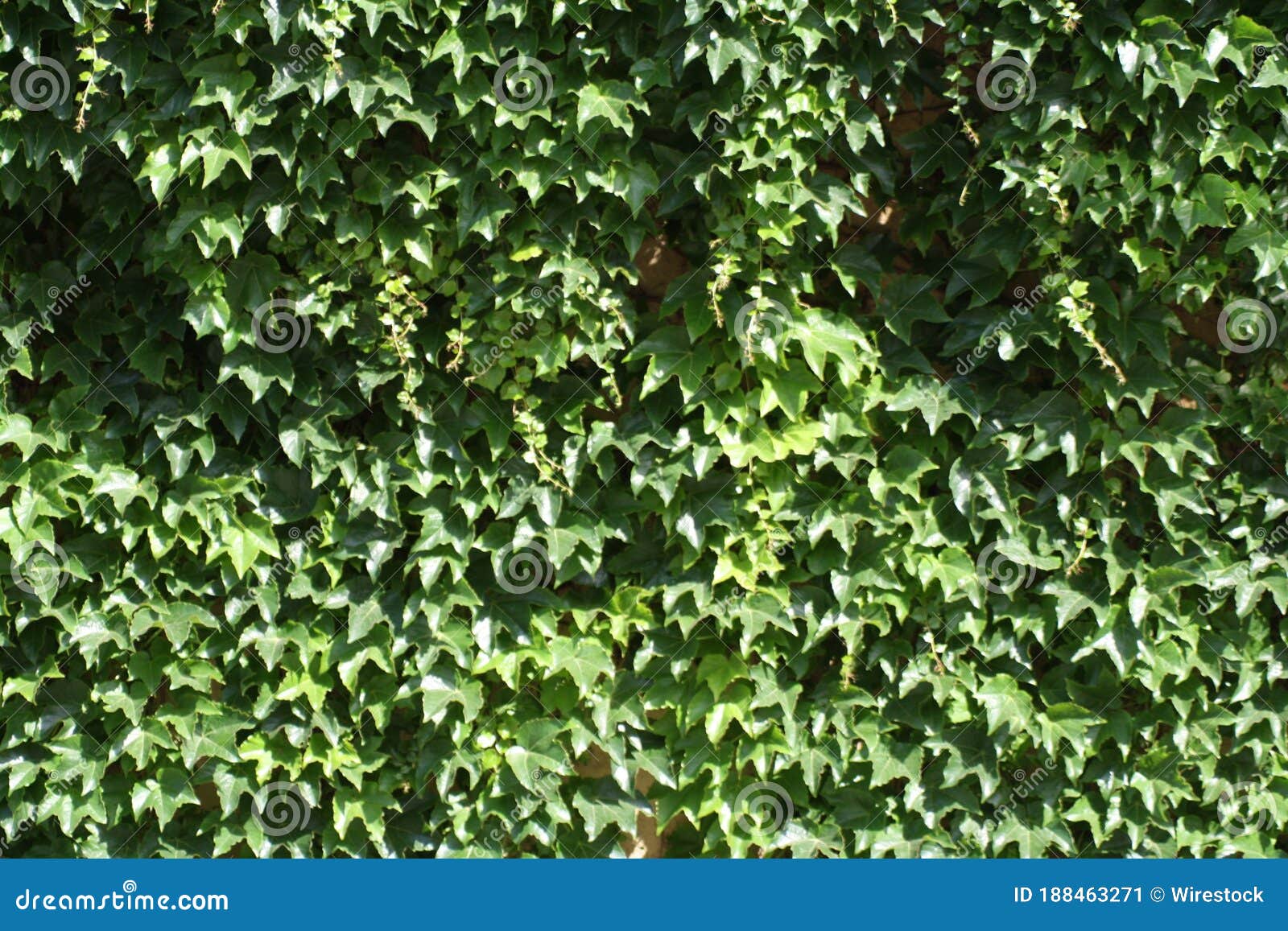 Closeup Shot of Green Hedge Texture Stock Image - Image of texture ...