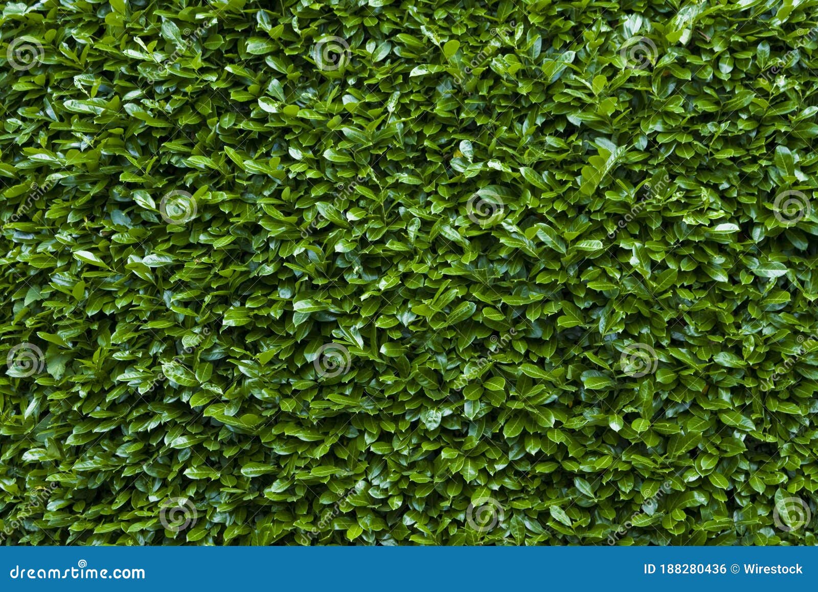 Closeup Shot of the Green Hedge Texture - Perfect for Background Stock ...