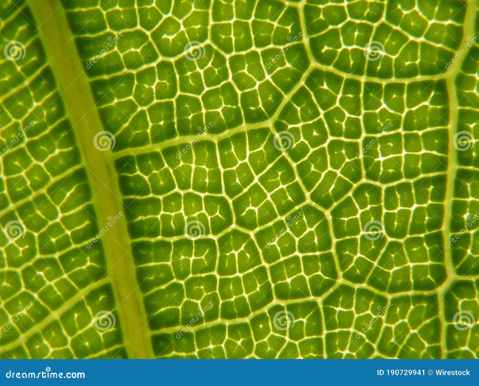 Closeup Shot of a Green Leaf Patterns with Reticulate Veins Stock Image ...