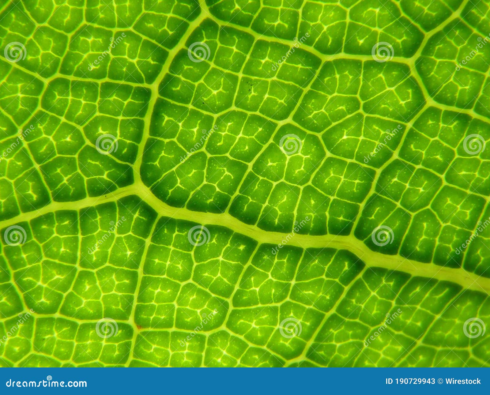 Closeup Shot of a Green Leaf Patterns with Reticulate Veins Stock Image ...