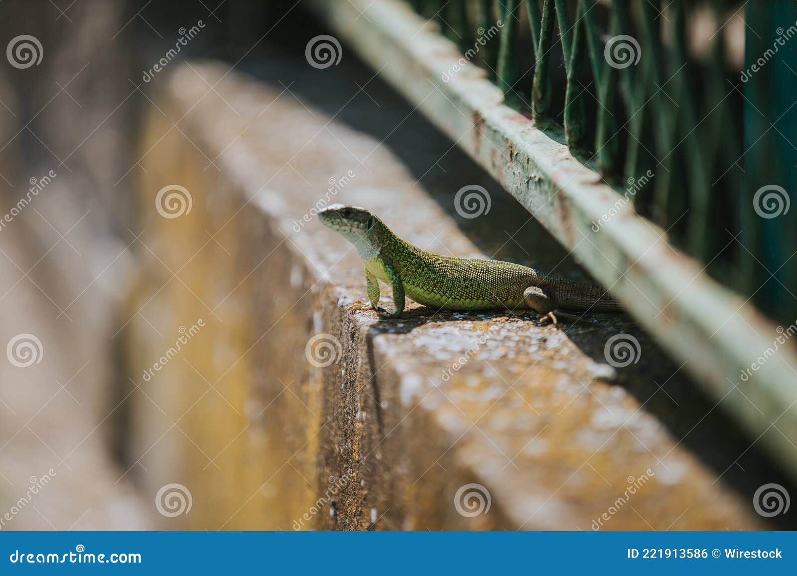 Closeup Shot of a Green Lizard Walking on a Border Stock Photo - Image ...
