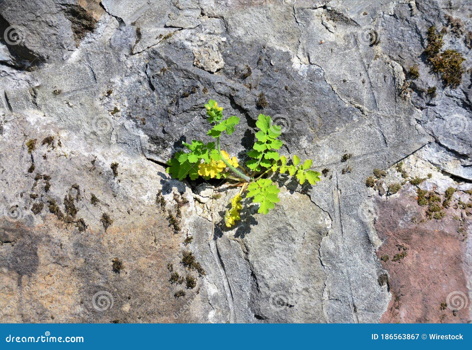 Closeup Shot of a Green Plant Growing through Rocky Cliffs Stock Image ...
