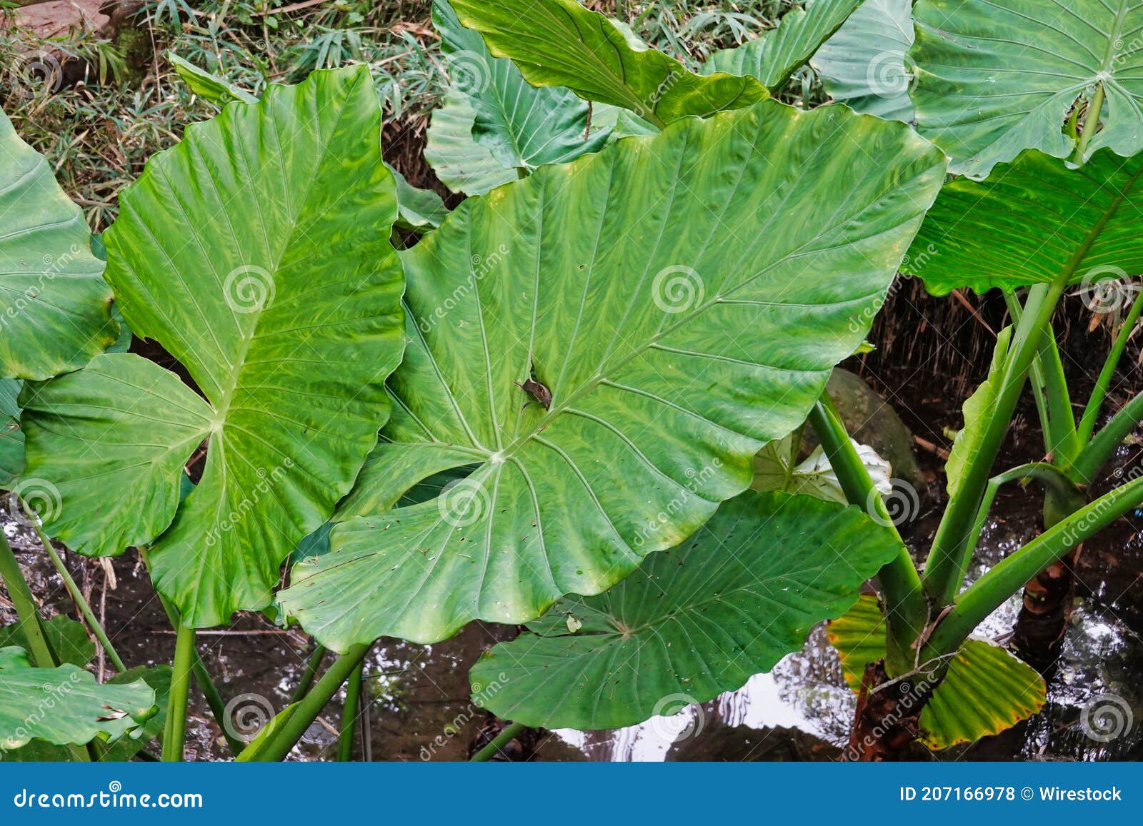 Closeup Shot of Green Plants in the Forest Stock Photo - Image of ...