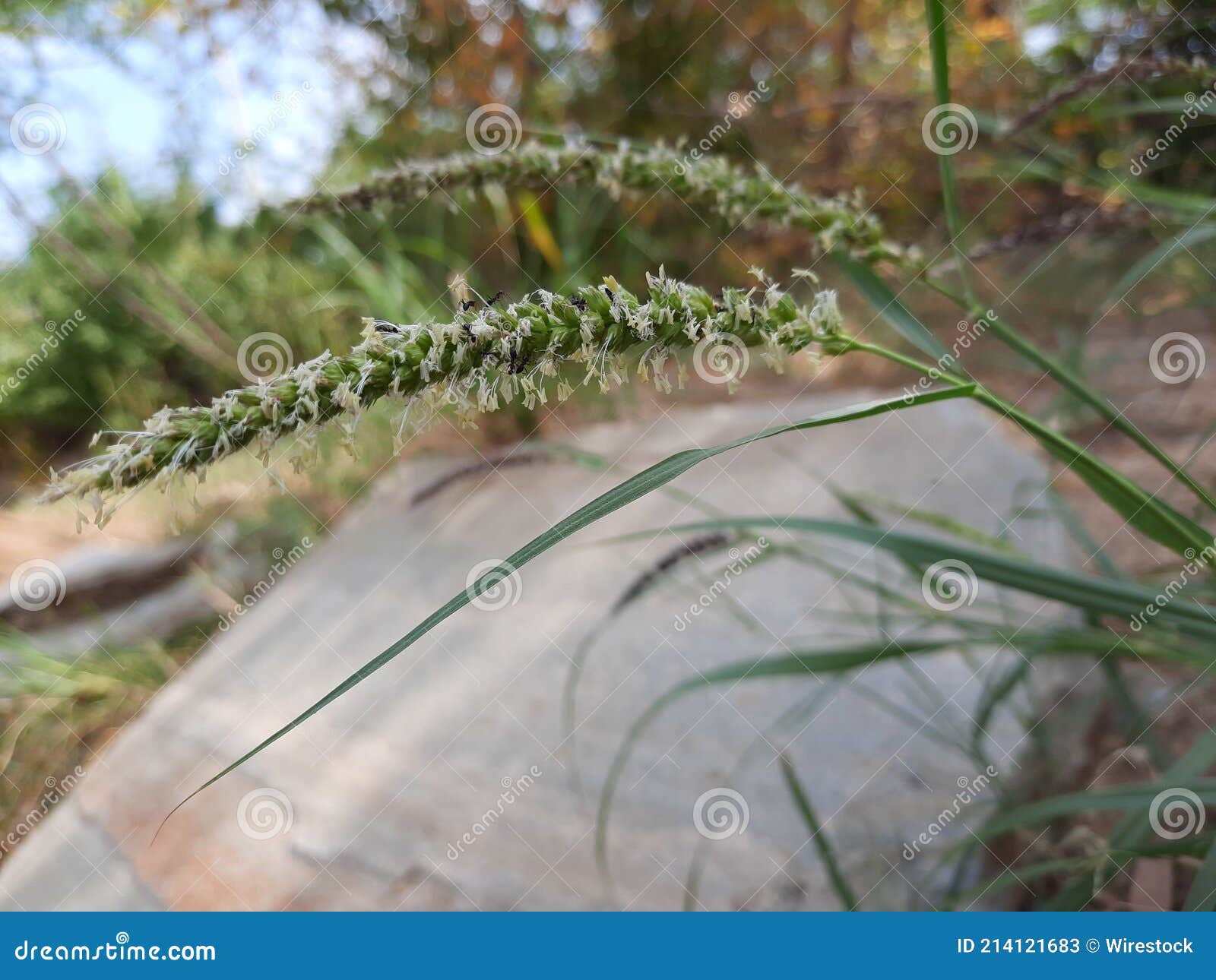 Closeup Shot of a Green Sedge with a Thin Long Stem and Leaf on a ...