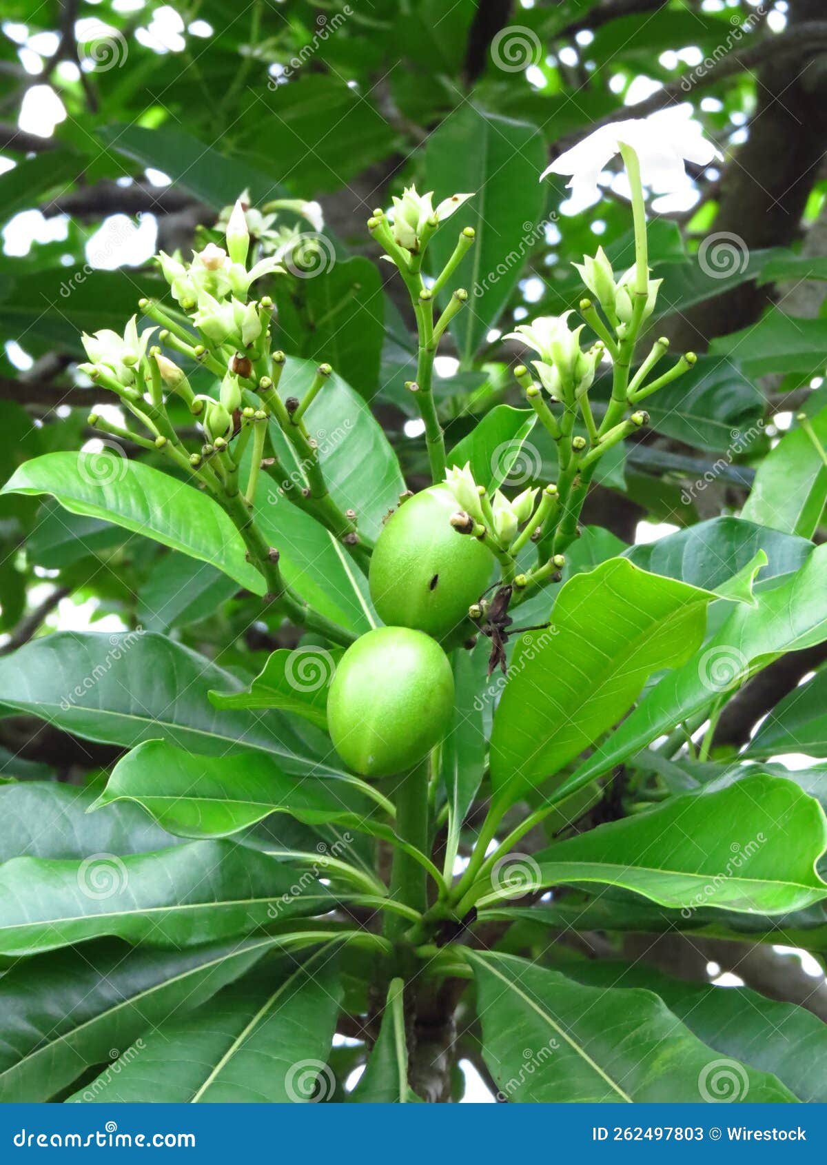 Shea Tree Branch Stock Photos - Free & Royalty-Free Stock Photos from ...