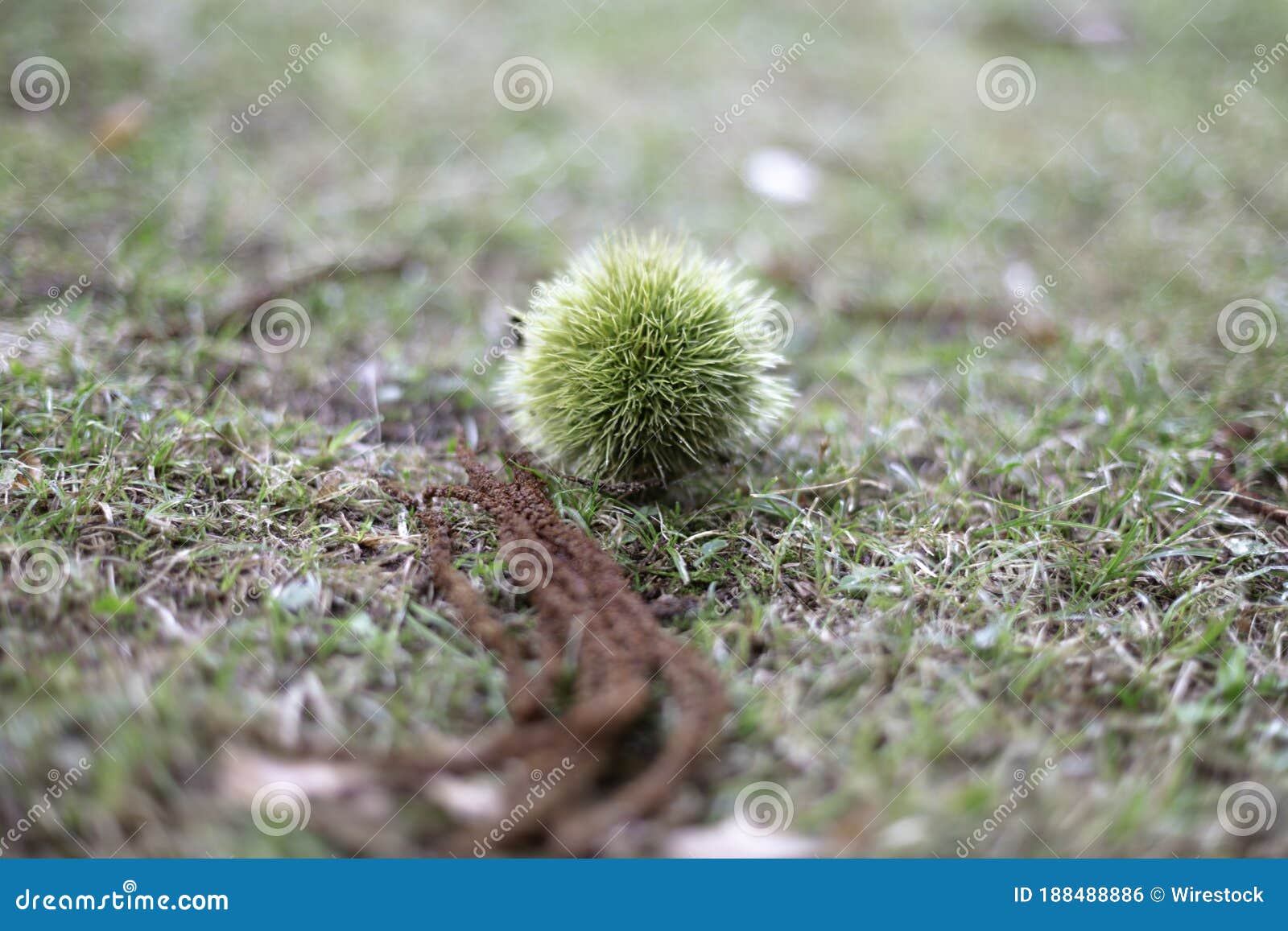 Closeup Shot of a Green Spiky Seed Pod on a Grass Ground Stock Photo ...