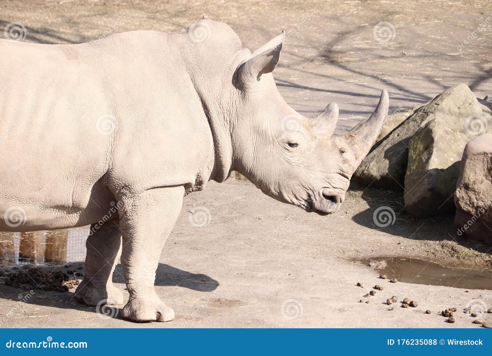 Closeup Shot of a Grey Rhinoceros in Front of the Stones Stock Photo ...