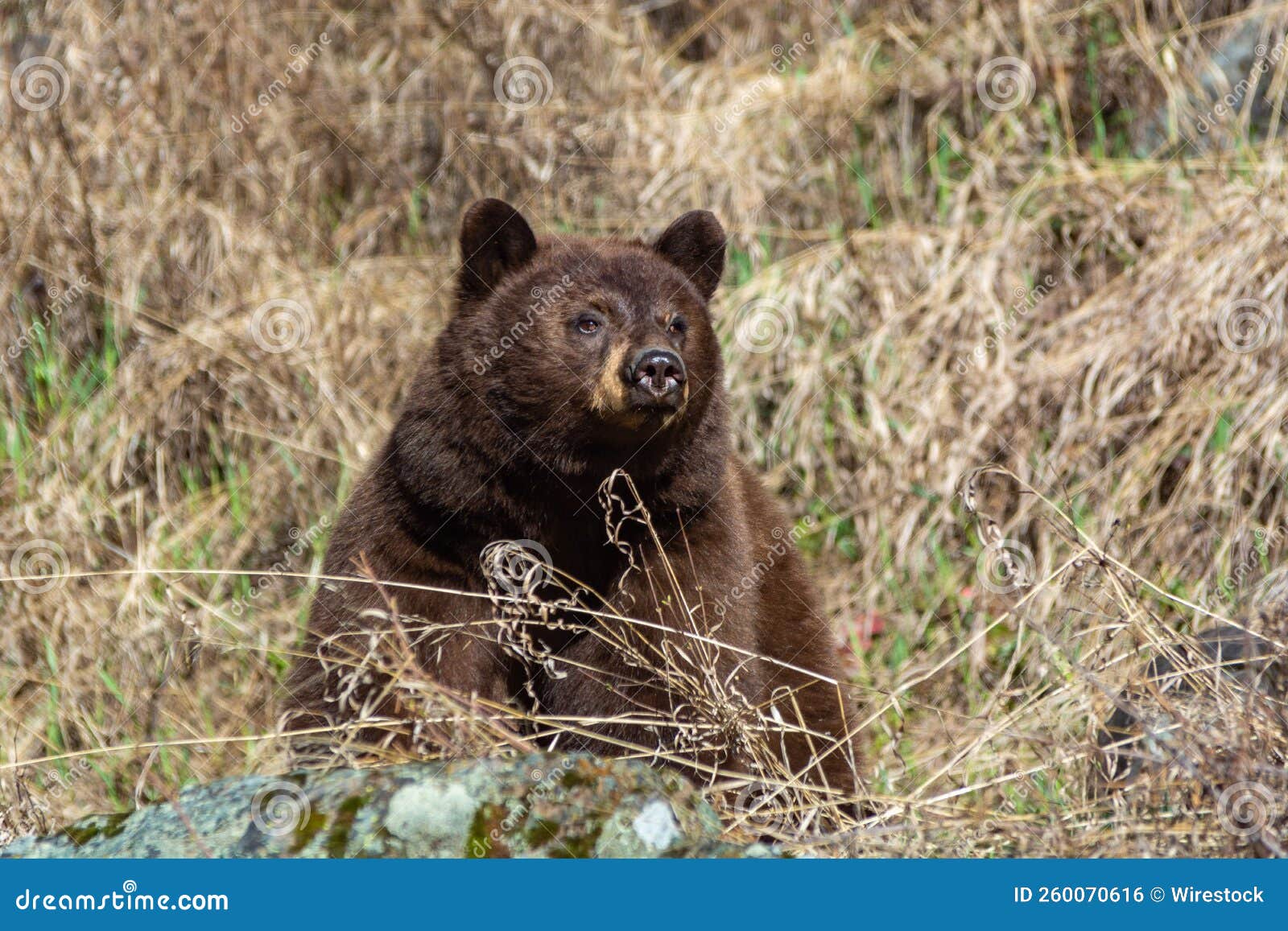 Closeup Shot of a Grizzly Bear Sitting in a Field Stock Photo - Image ...