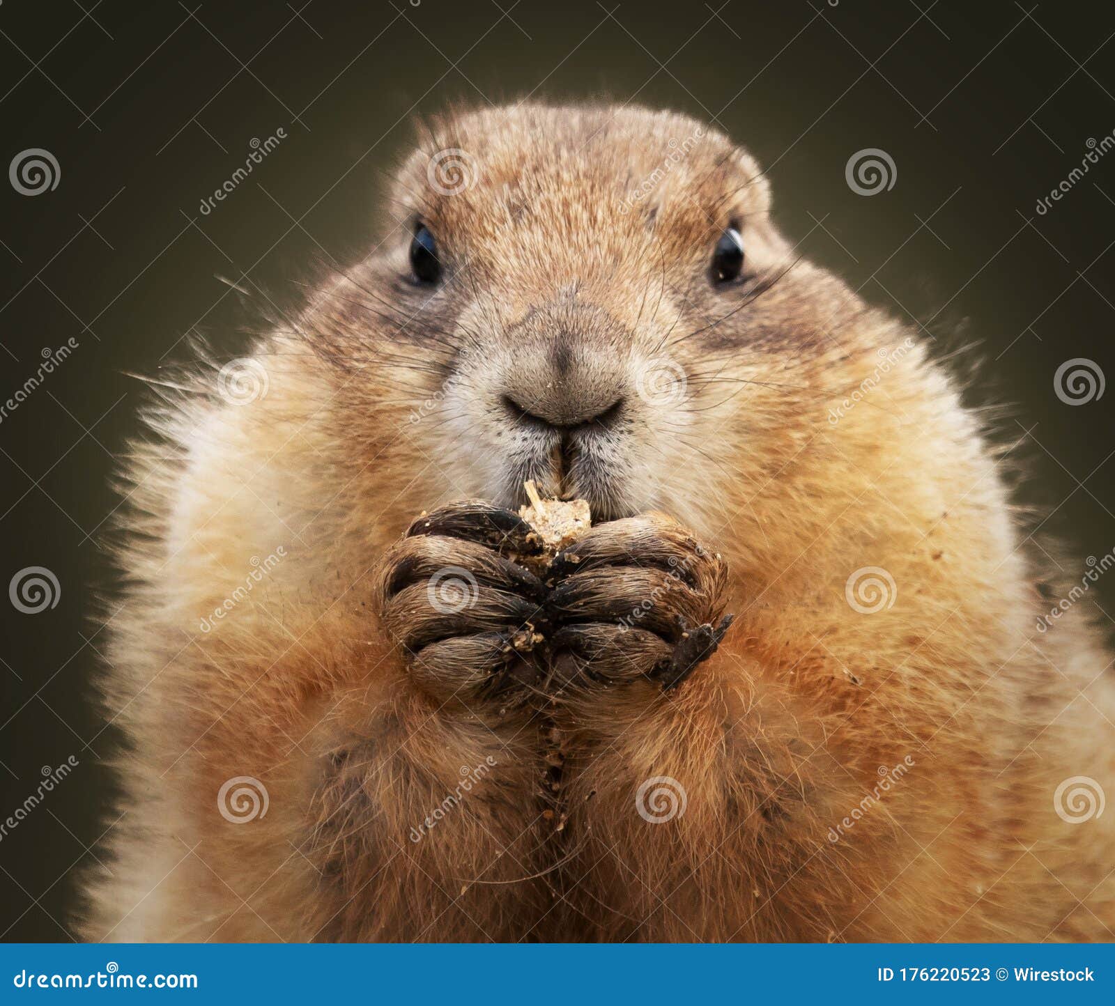 Closeup Shot of a Groundhog Eating Stock Image - Image of brown, mammal ...