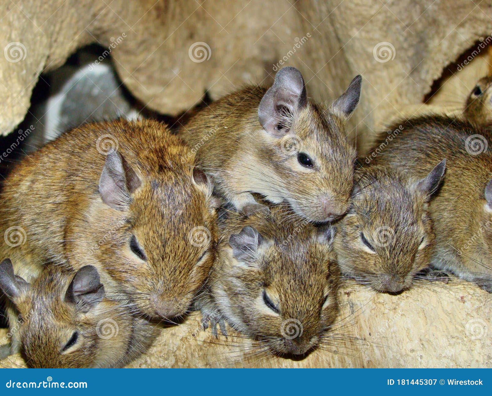 Closeup Shot of a Group of Common Degu Stock Image - Image of whiskers ...