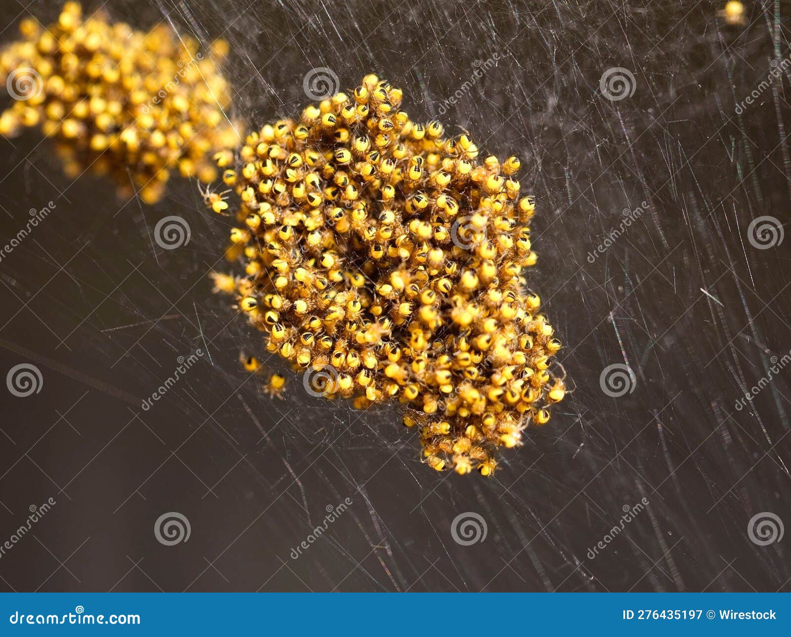 Closeup Shot of a Group of Yellow Spiders Clustered Together on a Web ...