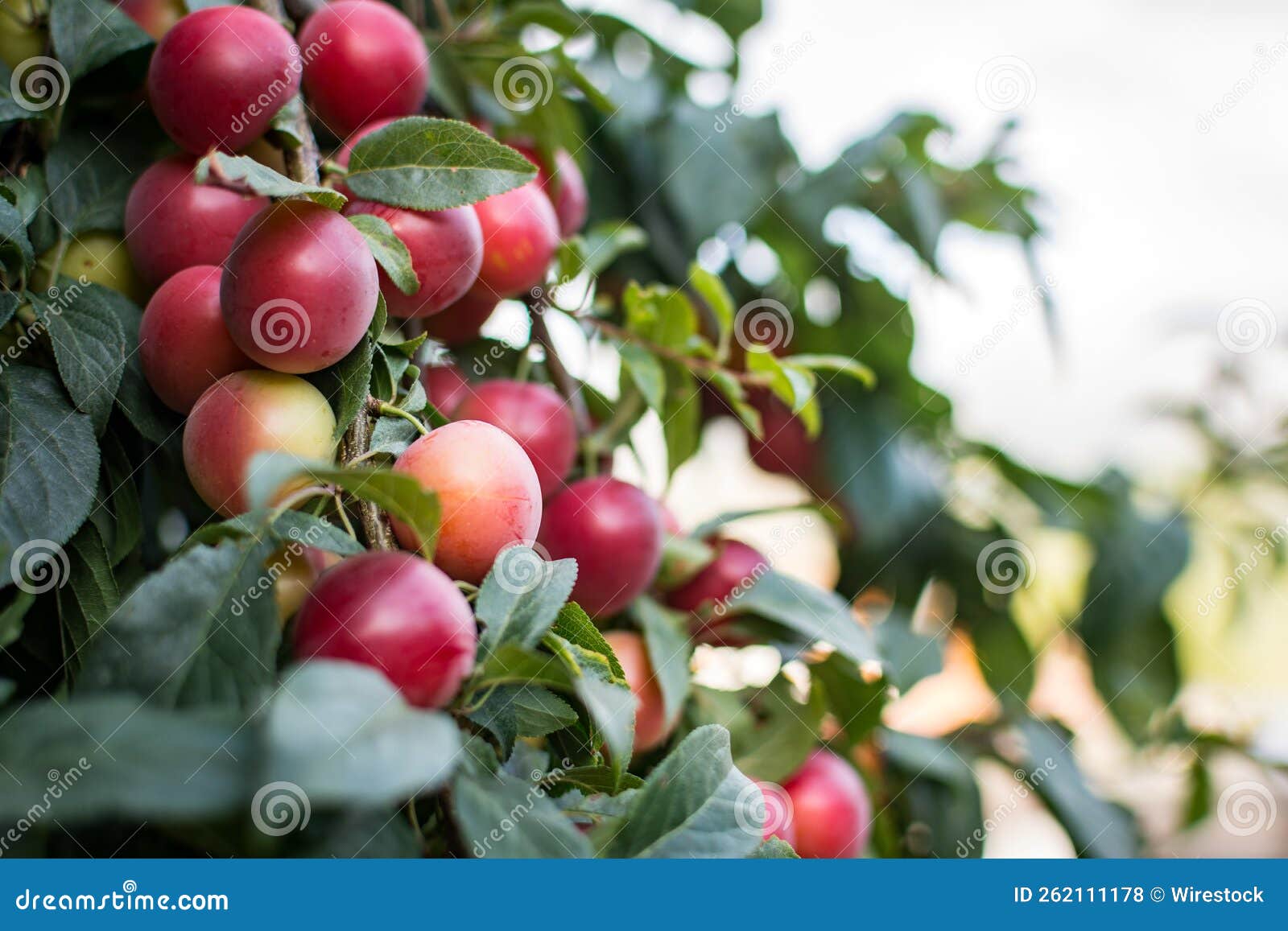 Closeup Shot of a Growing Columnar Apple Tree Stock Photo - Image of ...