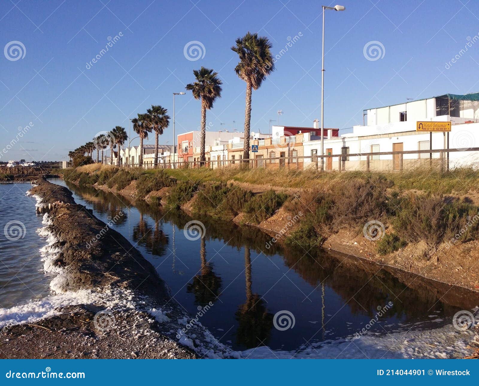 Closeup Shot of Growing Palm Trees Along the Water Streamside Stock ...