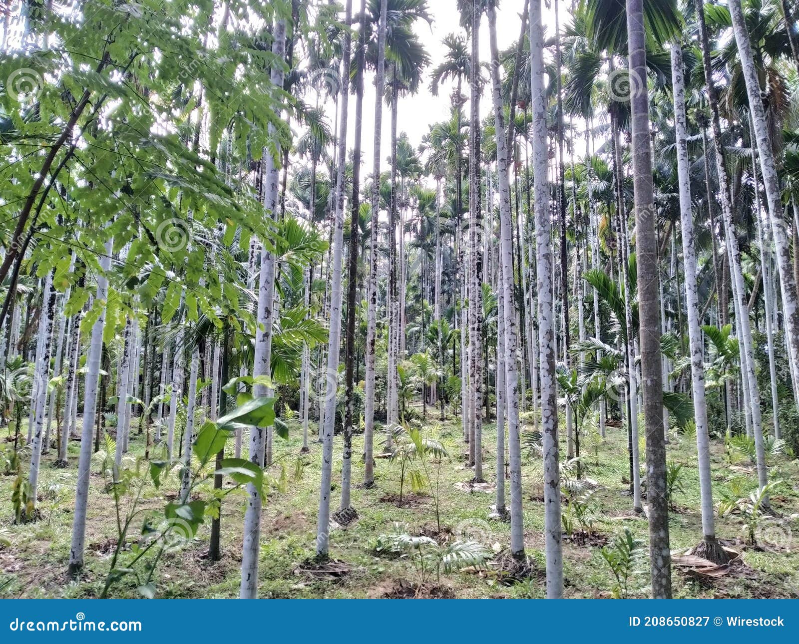 Closeup Shot of Growing Tall Trees in the Forest Stock Image - Image of ...