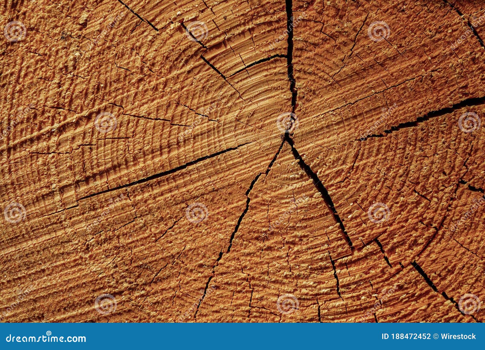 Closeup Shot of the Growth Rings on the Cut Tree Stump Stock Photo ...