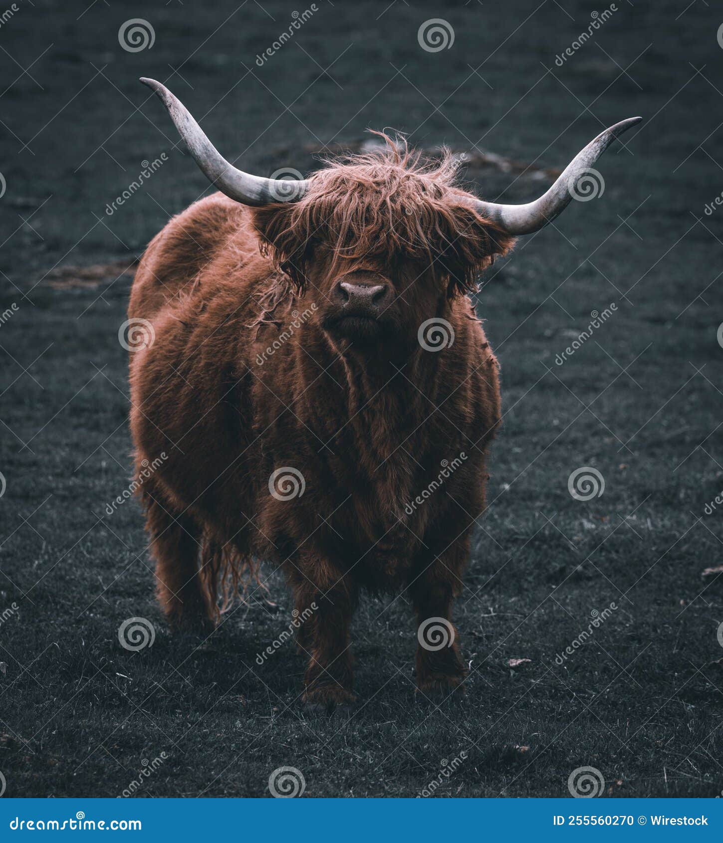 Closeup Shot of a Hairy Scottish Highland Cattle Stock Photo - Image of ...
