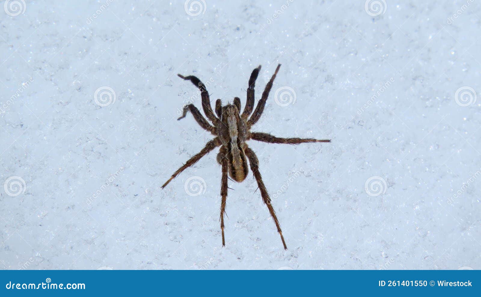 Closeup Shot of a Hairy Spider on the Snow Stock Photo - Image of snow ...