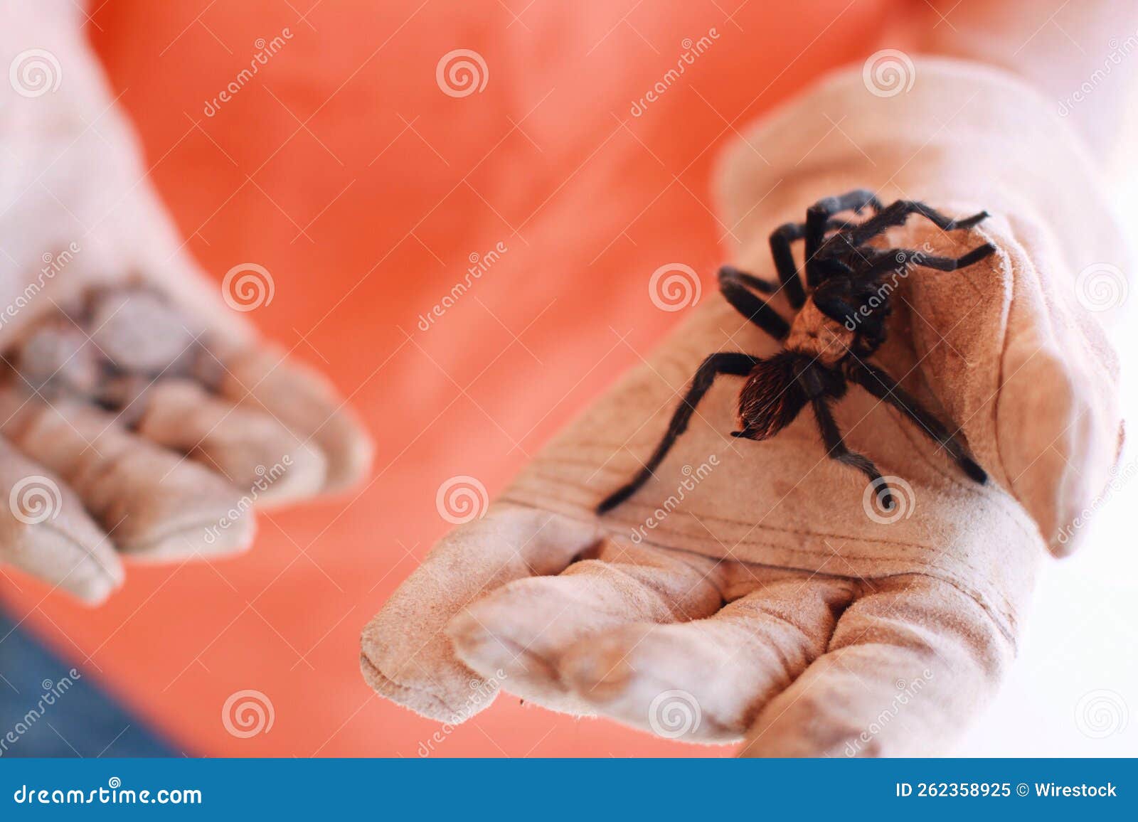 Closeup Of A Tarantula Hawk Wasp With A Blue Body Yellow Wings Royalty ...