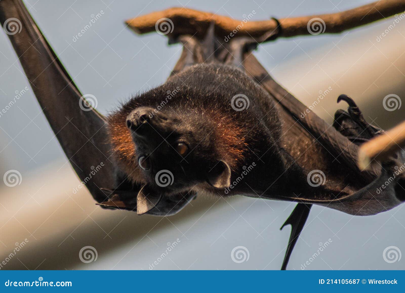 Closeup Shot of a Hanging Bat Stock Image - Image of hanging, hang ...