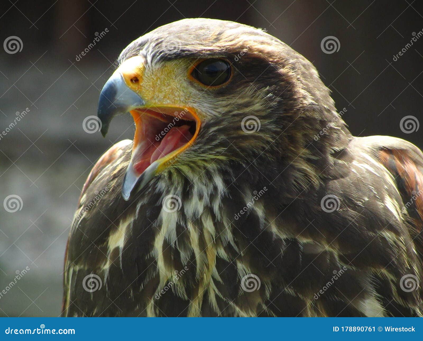Closeup Shot of a Hawk with an Open Beak Stock Image - Image of nature ...