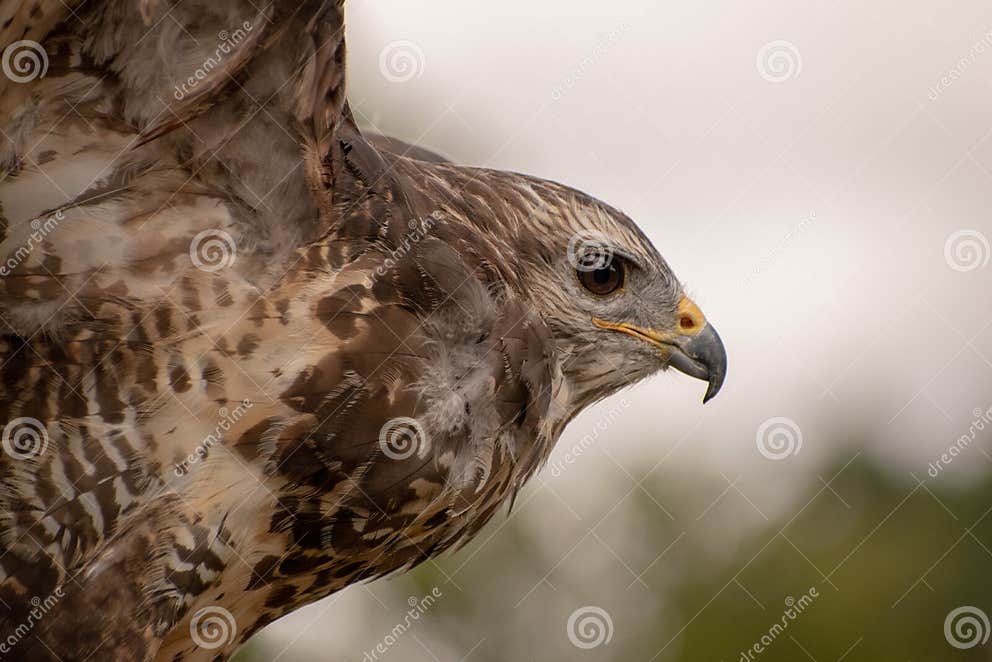 Closeup Shot of a Hawk with Open Wings for Flight Stock Photo - Image ...