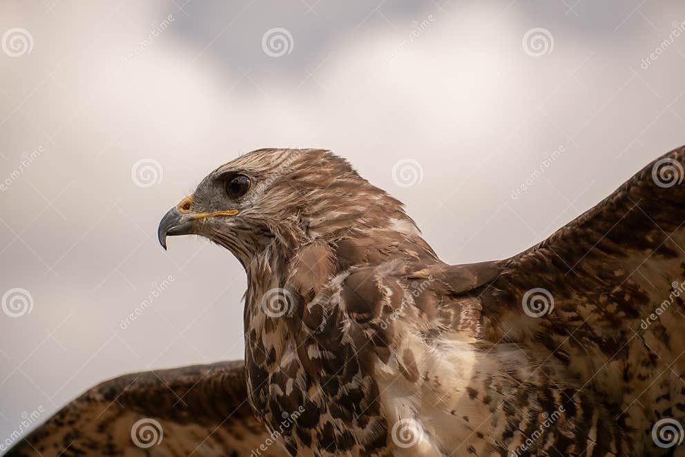 Closeup Shot of a Hawk with Open Wings for Flight Stock Image - Image ...