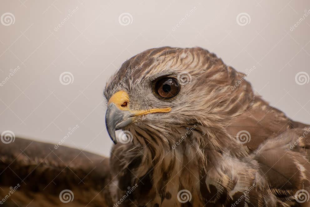 Closeup Shot of a Hawk with Open Wings for Flight Stock Image - Image ...