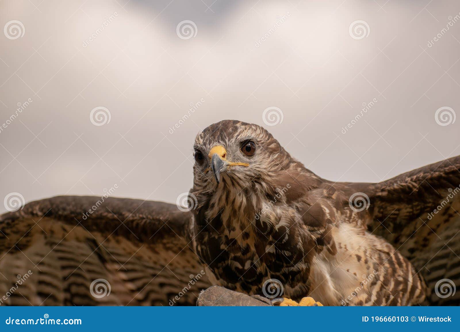 Closeup Shot of a Hawk with Open Wings for Flight Stock Image - Image ...